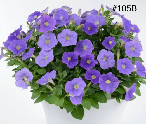 Петуния Ray Classic Blue